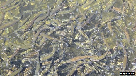 solomon fish – EnvironmentMove.earth